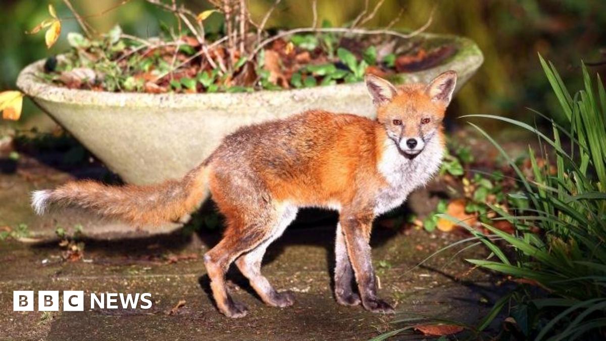 Fox attacked baby boy in own home, police say - BBC News
