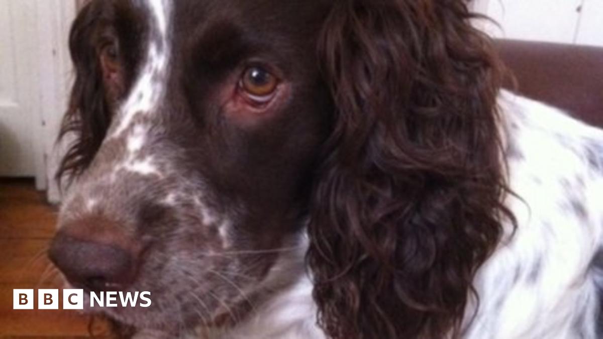 Dogs understand human perspective, say researchers - BBC News
