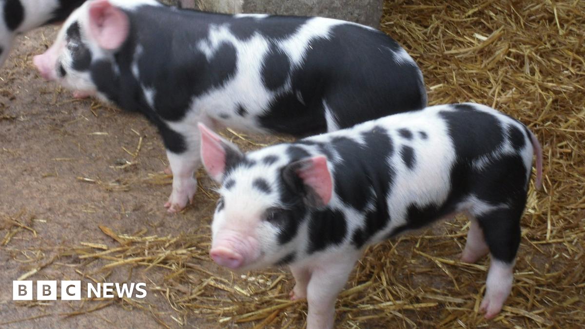 Primary school children rear pigs to send to butcher - BBC News