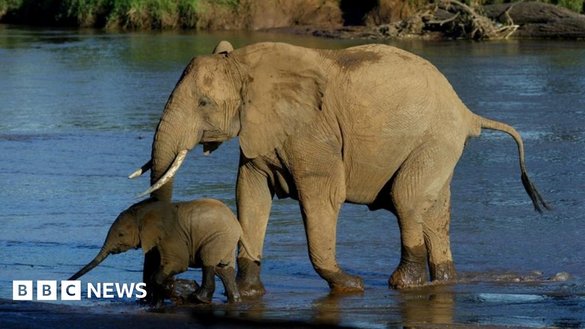 Early life care shapes African elephants' future - BBC News