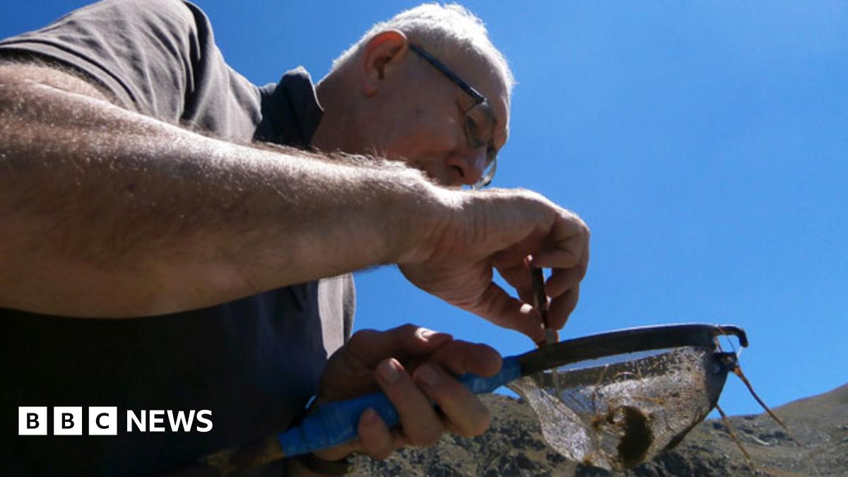 The bug-hunters discovering new species in their spare time - BBC News