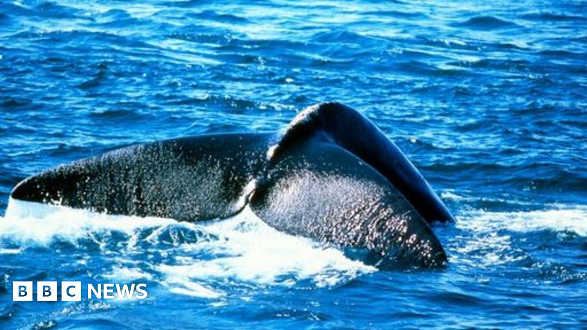 Whales benefit from action on ocean noise - BBC News