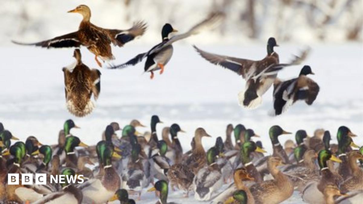 Just quackers: Hunting decline lands ducks in the soup - BBC News
