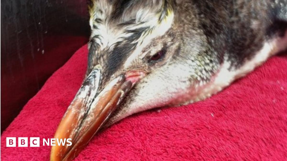Lost Antarctic Royal penguin found in New Zealand - BBC News