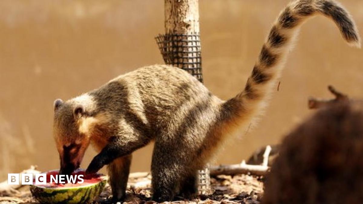 Ramblers spot coati on woodland walk in Buckinghamshire - BBC News