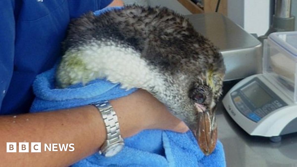Lost Antarctic penguin dies in New Zealand zoo - BBC News