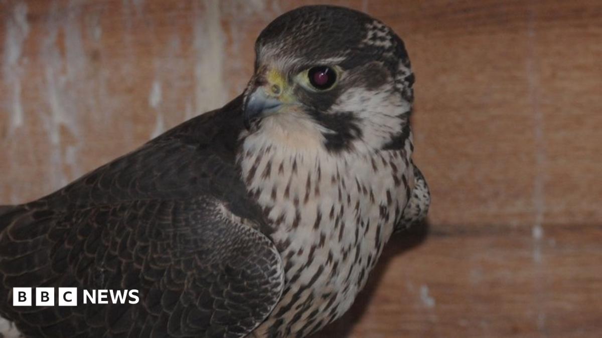 Injured peregrine falcon released back into the wild - BBC News