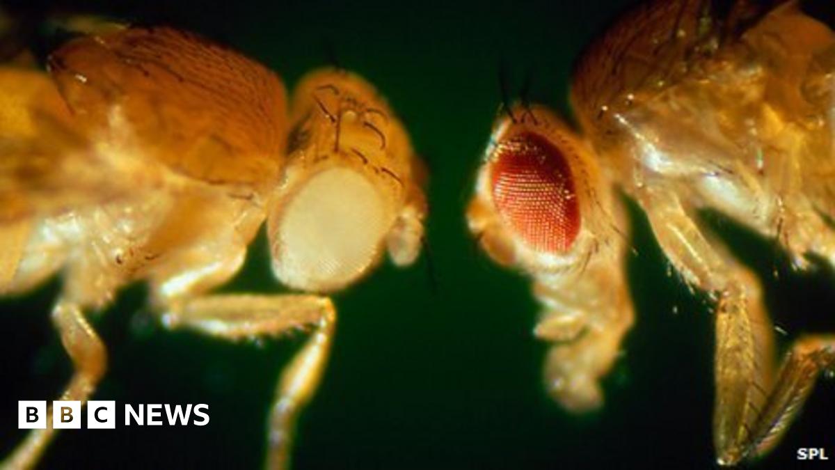 Edinburgh scientists give an insight into fruit fly potential - BBC News