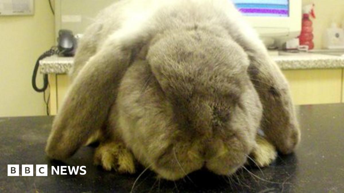 Appeal as 'dumped rabbit' killed in Moray - BBC News