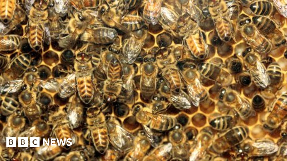Bees in eastern Scotland have lower survival rate, researchers say ...