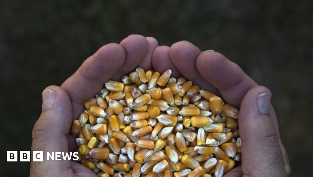 Maize was key in early Andean civilisation, study shows - BBC News