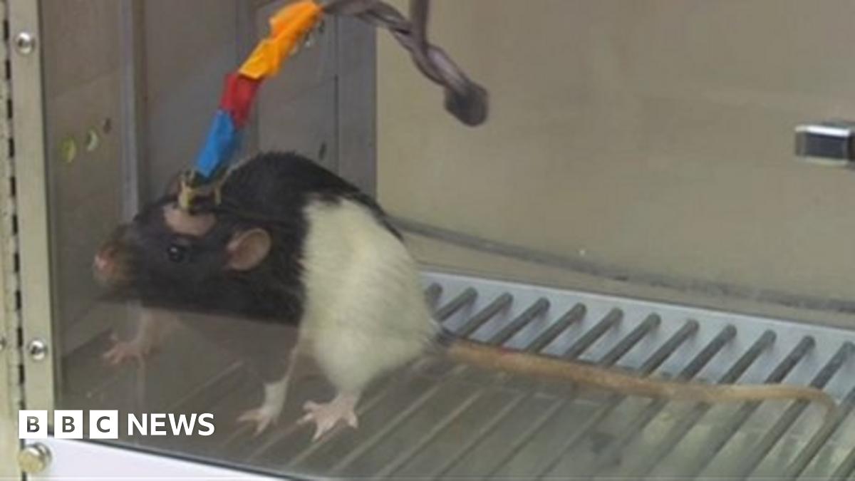 One rat brain 'talks' to another using electronic link - BBC News