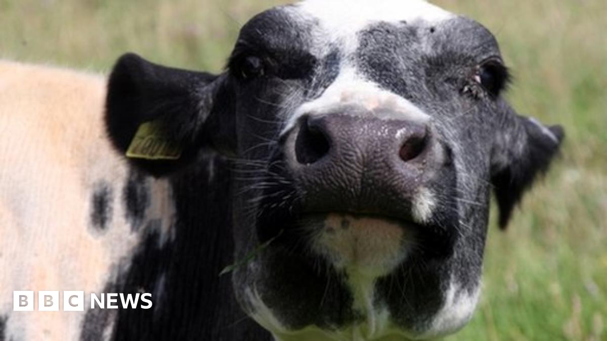 Lockerbie man injured after cow kicks out - BBC News