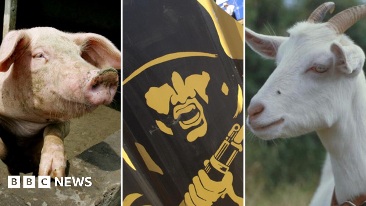 Who, What, Why: Does shooting goats save soldiers' lives? - BBC News