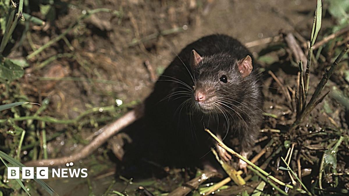 South Georgia rat cull begins again - BBC News