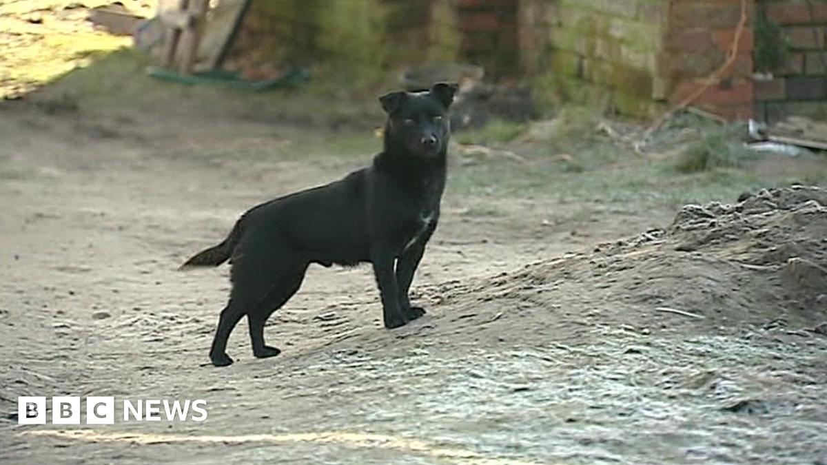 Dog 'saved life' of missing Polish girl - BBC News