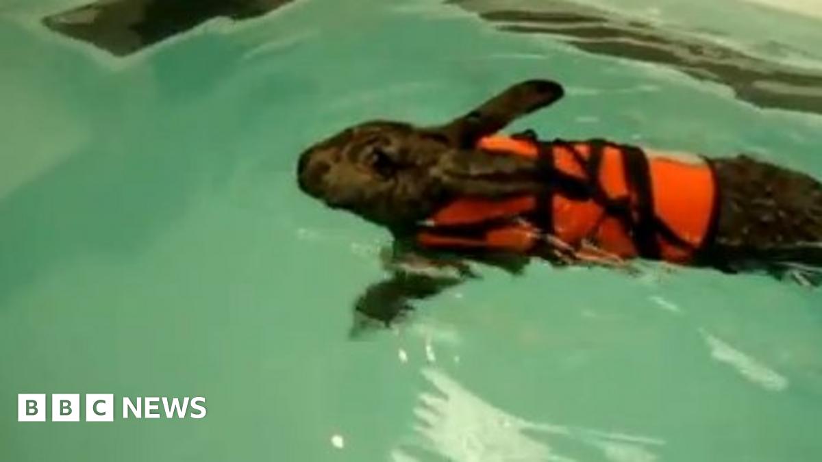 Rabbit takes to hydrotherapy 'like duck to water' - BBC News