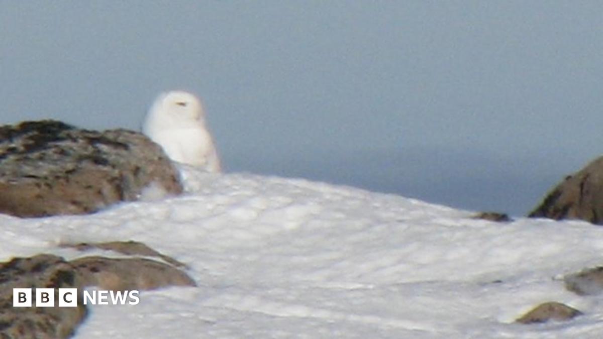 Images show rare snowy owl in Cairngorms - BBC News