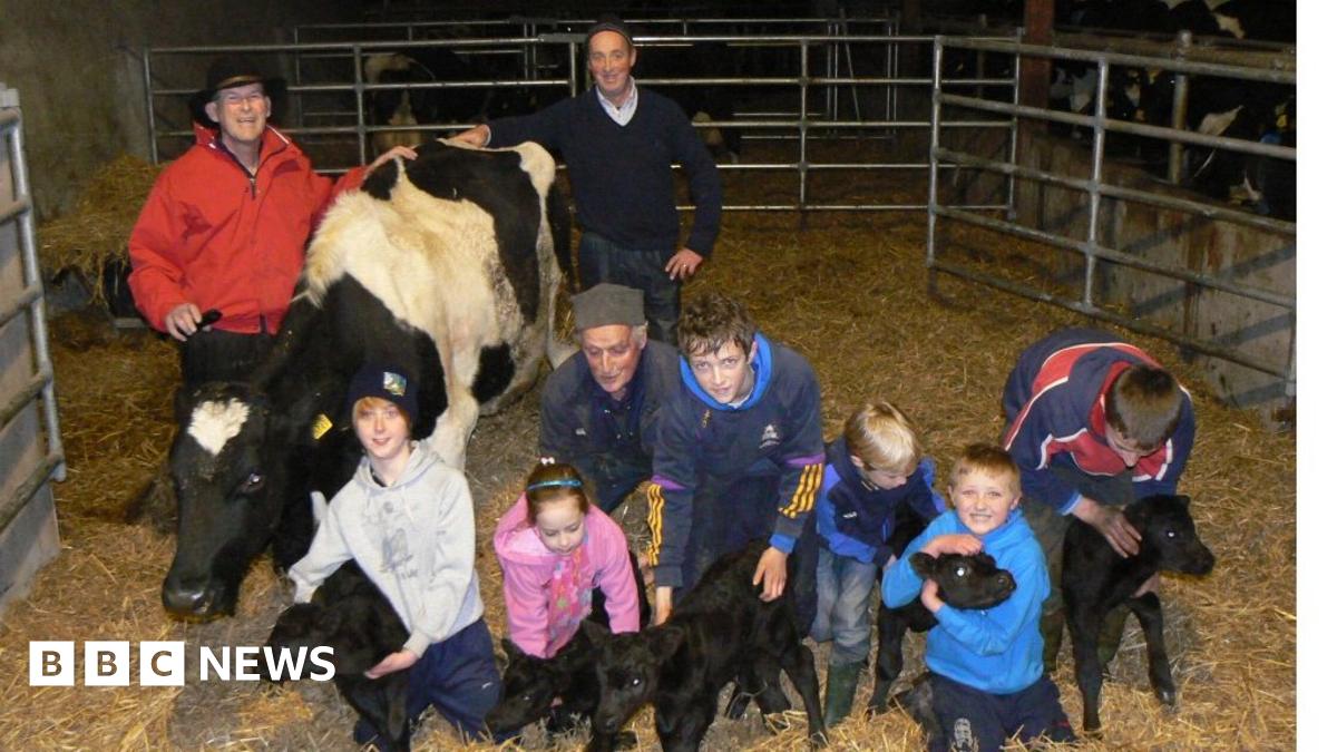 Record breaker? Mother of all cows gives birth to 16 calves - BBC News