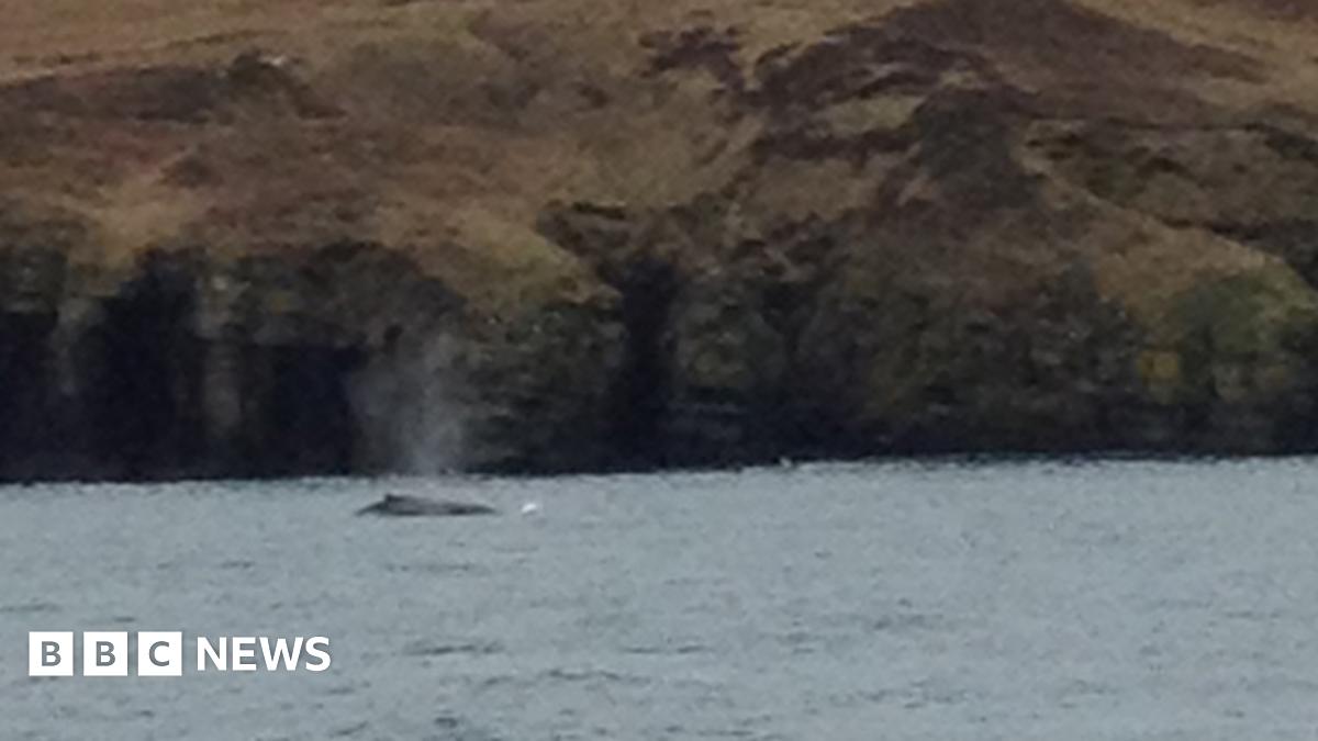 Thurso lifeboat crew encounters humpback whale - BBC News