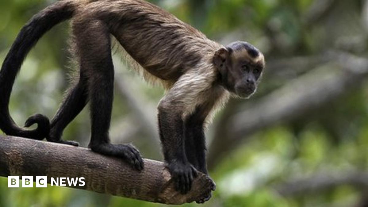 Capuchin monkeys 'shun selfish humans', study suggests - BBC News