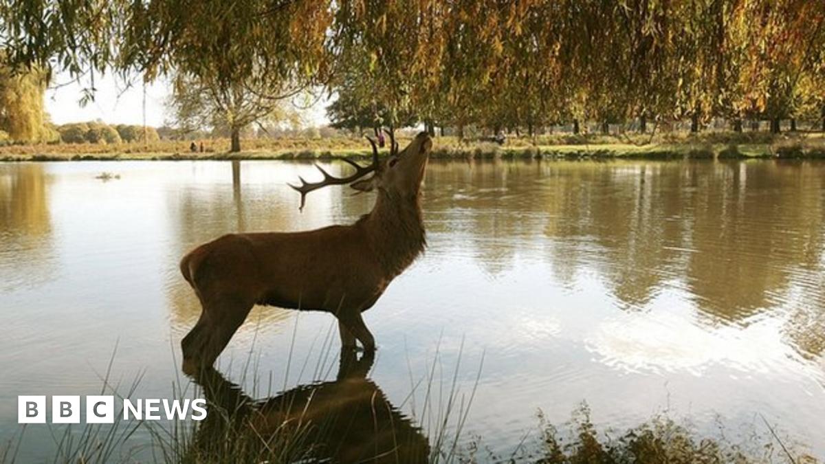 Deer: 50% cull 'necessary to protect countryside' - BBC News
