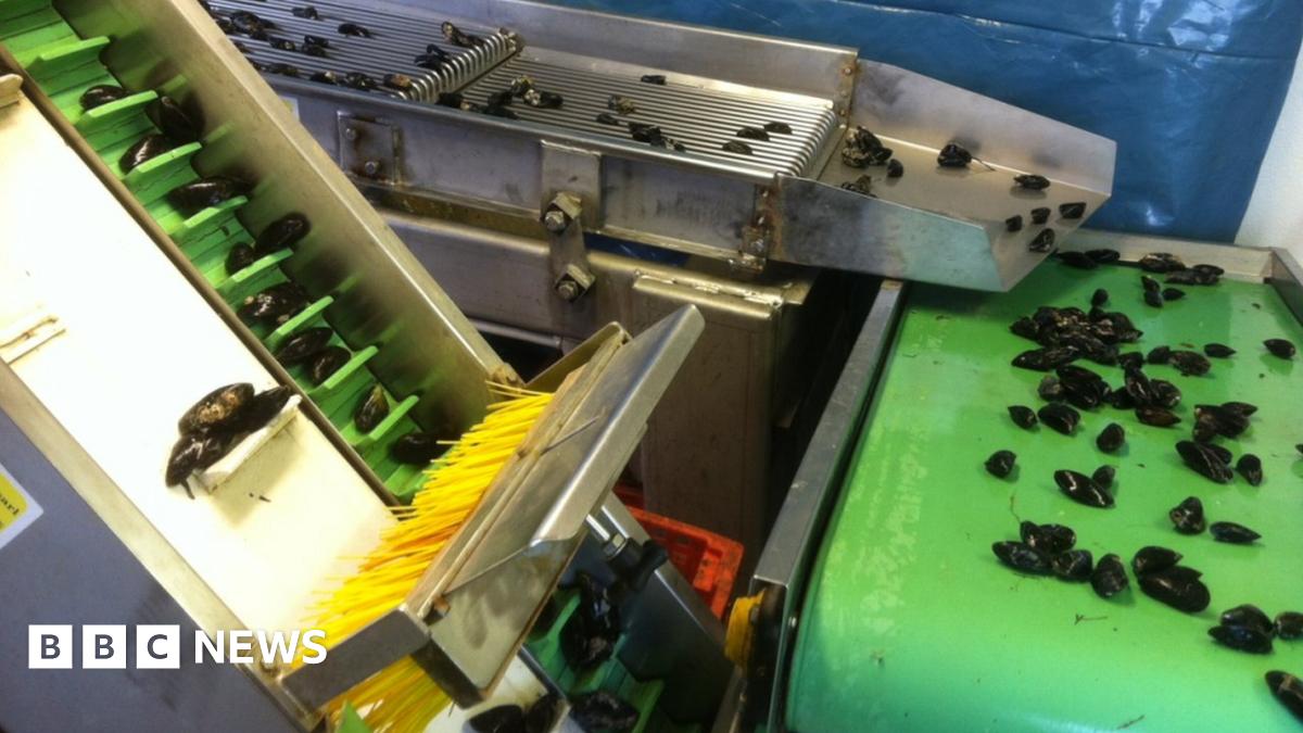 Conwy mussel plant closures opens row over food rules - BBC News