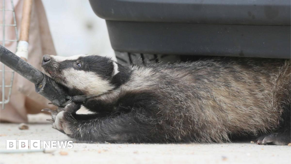 Badger rescued from van wheel to be released - BBC News