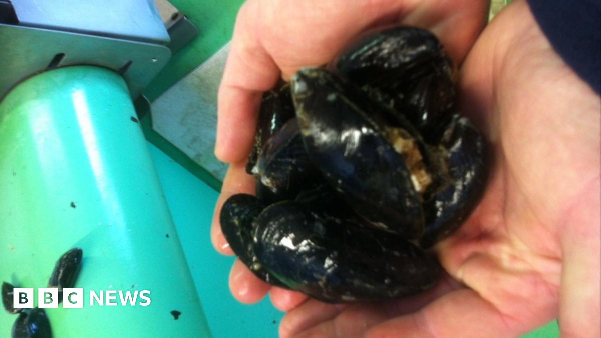 Shetland shellfish sites close after high toxin levels found - BBC News