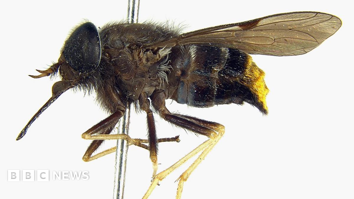 From Beyonce to Electra: What inspires insect names? - BBC News