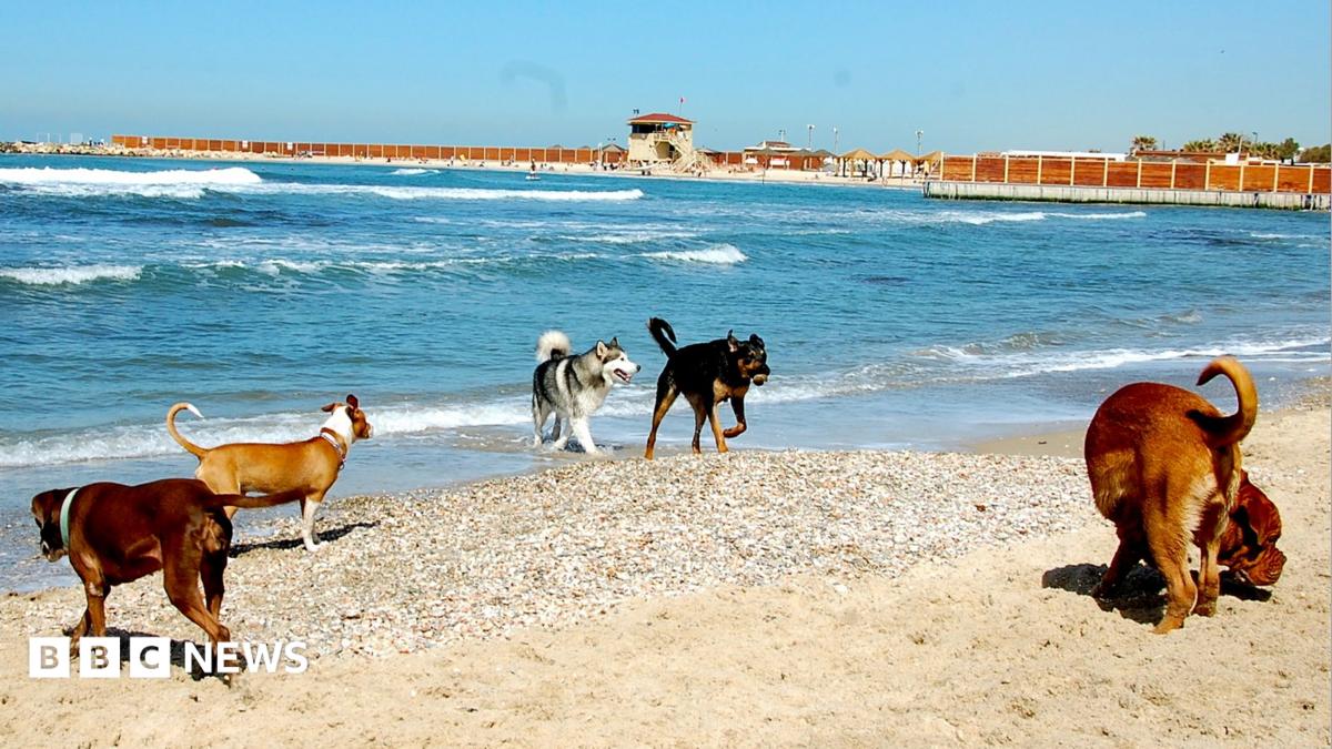 New TV channel for dogs sets tails wagging in Israel - BBC News