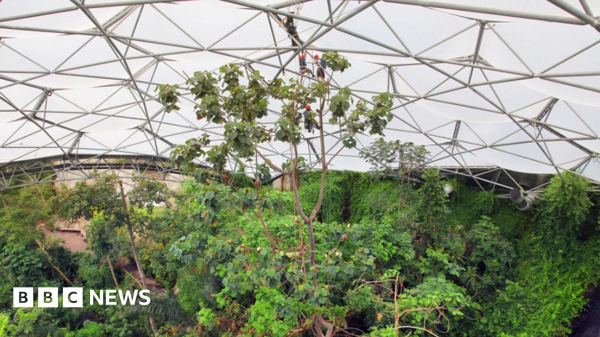 Eden Project in government funding call - BBC News