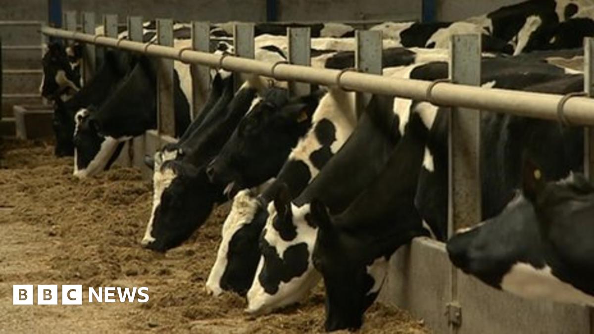 Burton-upon-Trent farm loses dairy herd to bovine TB - BBC News