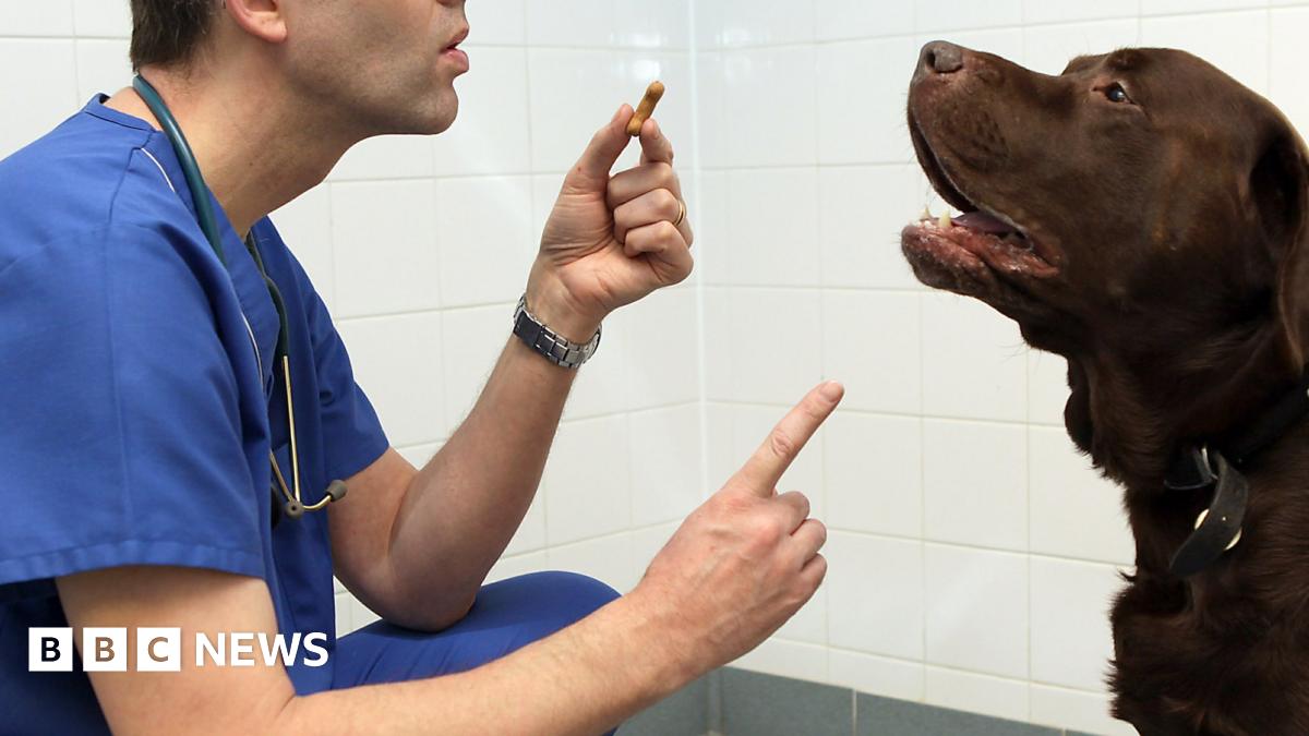 PDSA charity says pets at risk from 'obesity time bomb' - BBC News