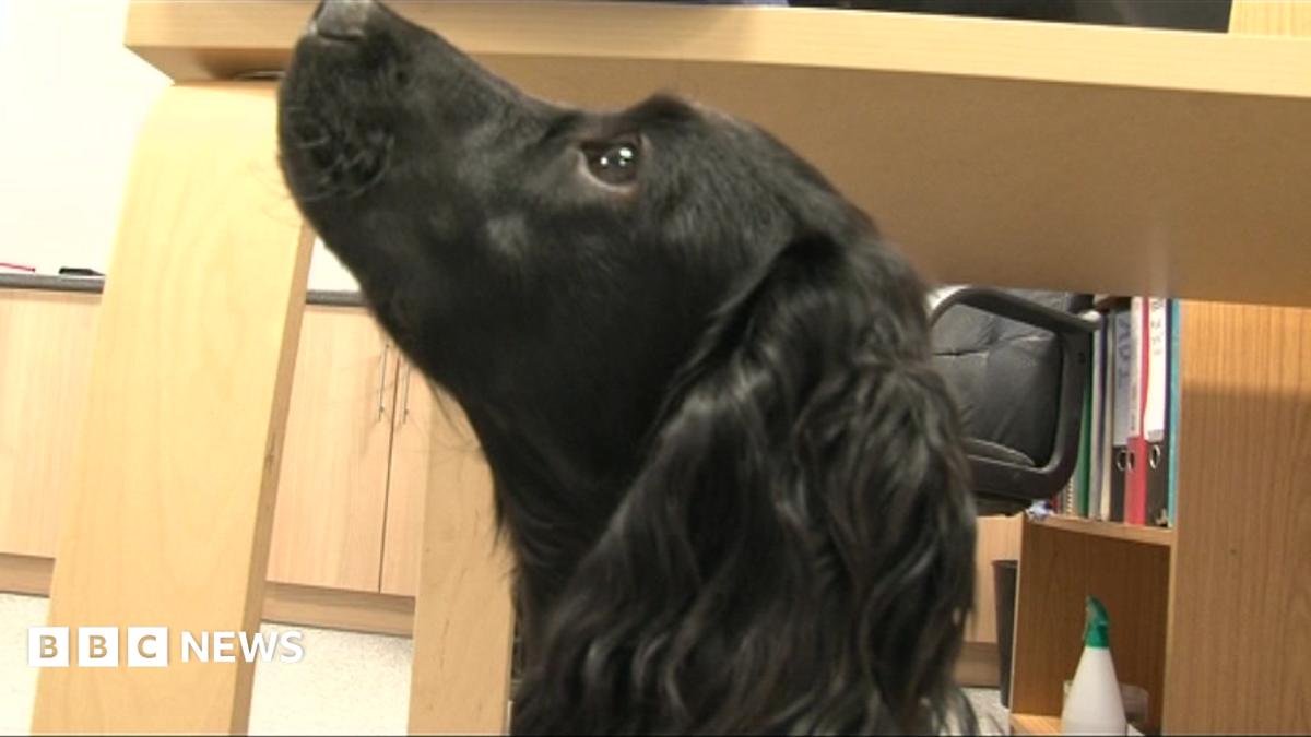 Medical Detection Dogs train animals to 'sniff out' breast cancer - BBC ...