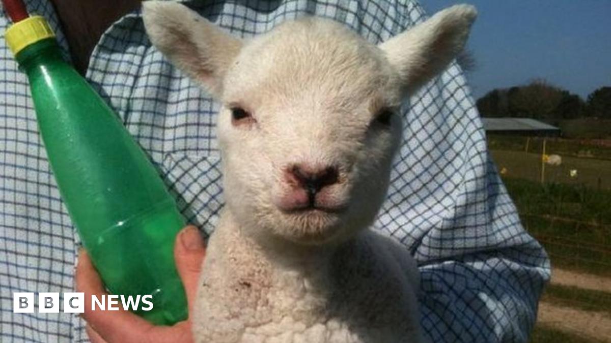 Jersey sheep farmers 'avoid breeding sheep' after virus - BBC News