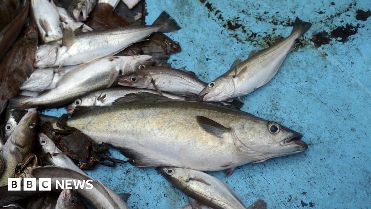 Big fish catches mean smaller fish - Bangor scientists - BBC News