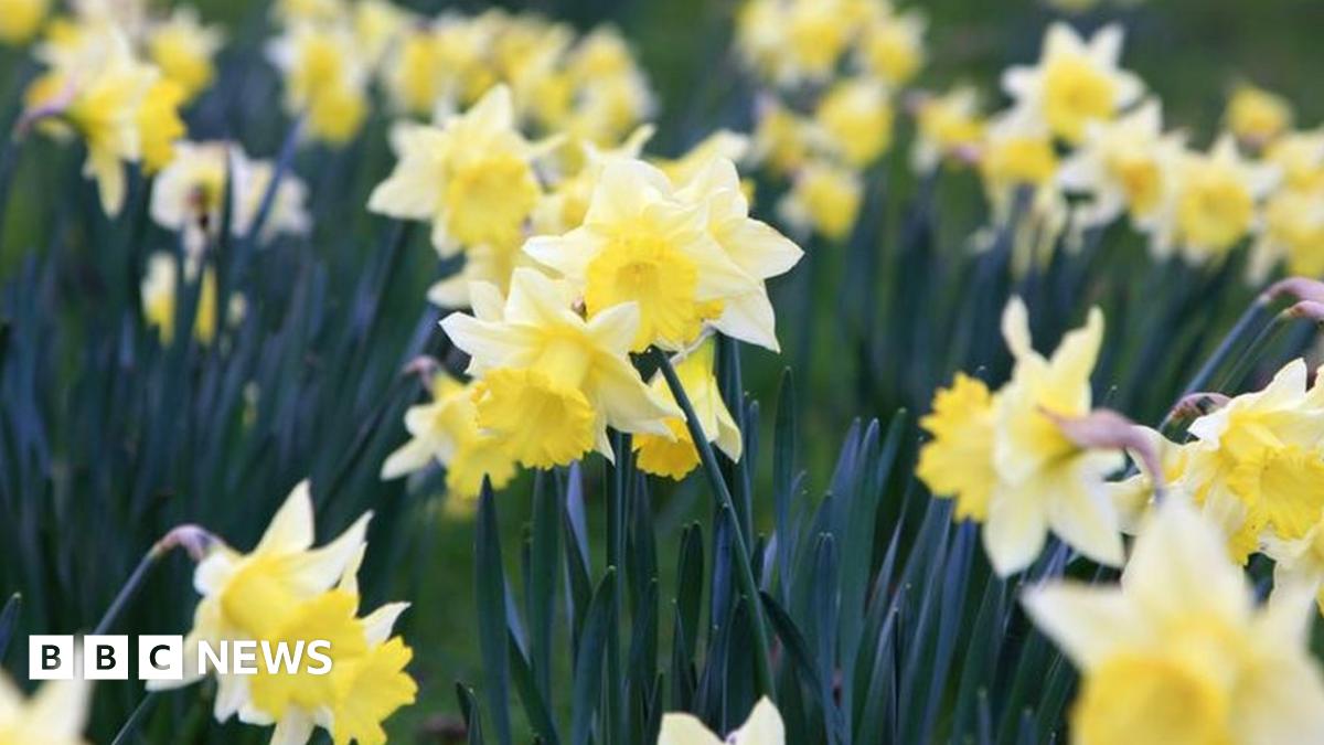 Spring equinox today but winter lingers - BBC News