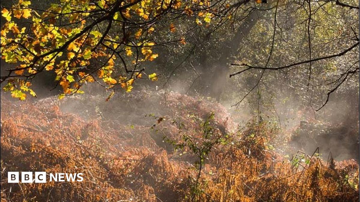 Crown sells off majority of Savernake Estate in Wiltshire - BBC News