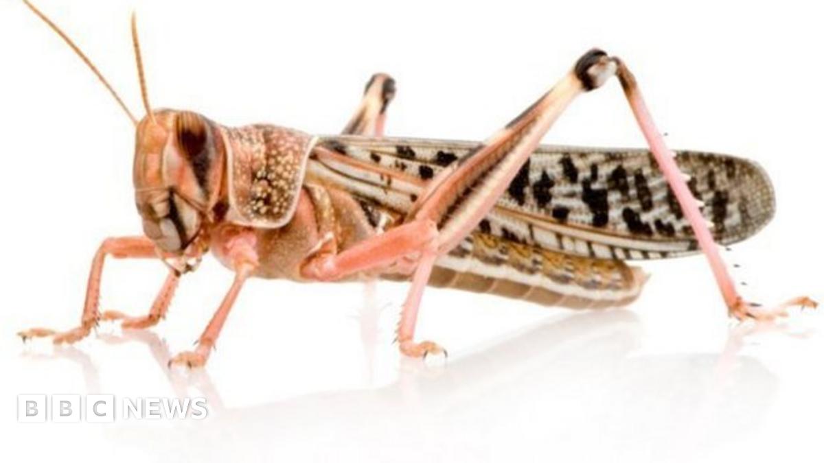 Eating locusts: The crunchy, kosher snack taking Israel by swarm - BBC News