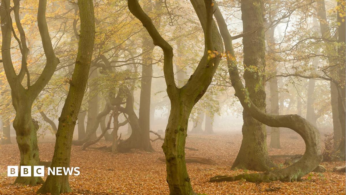 National Forest Way: Walkers invited to use 75-mile trail - BBC News