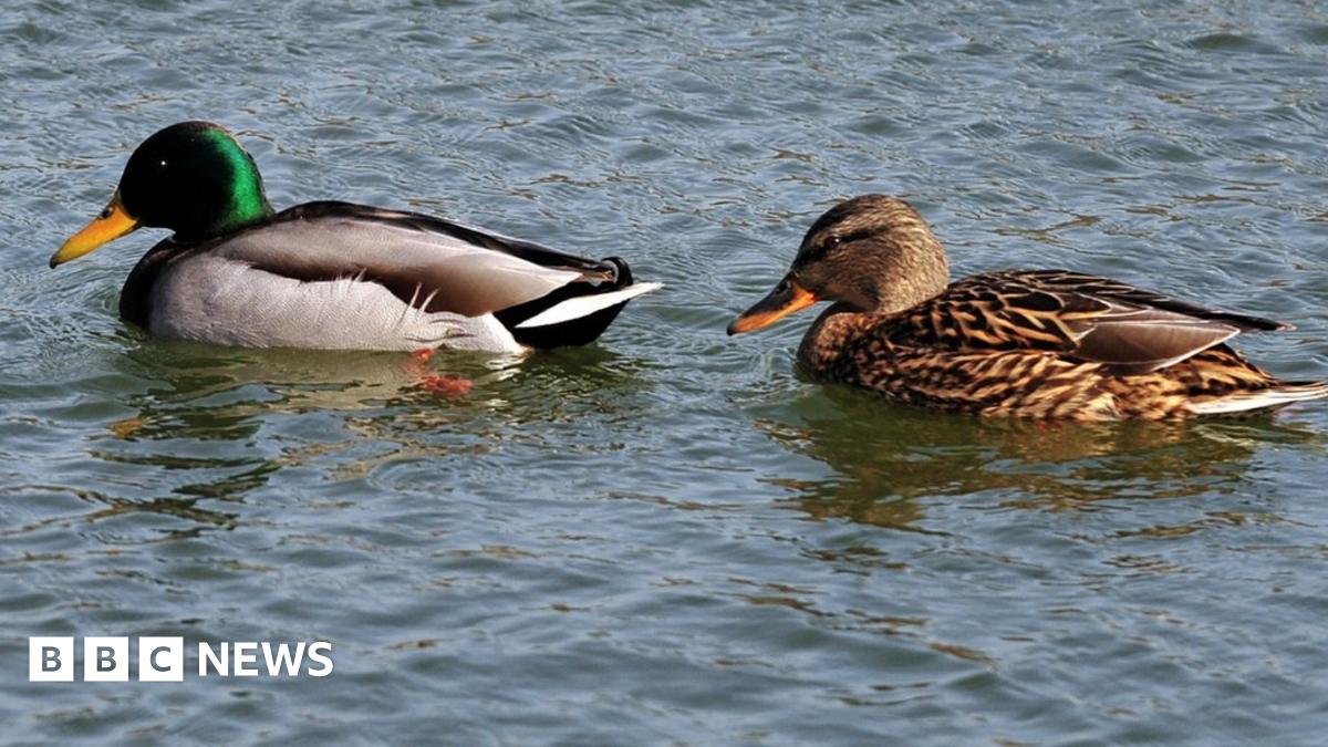 China pulls 1,000 dead ducks from Sichuan river - BBC News