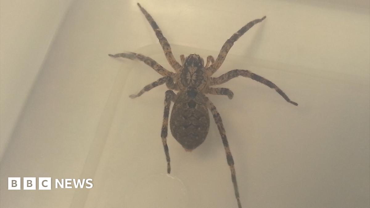 Exotic spider found in Fife fridge - BBC News