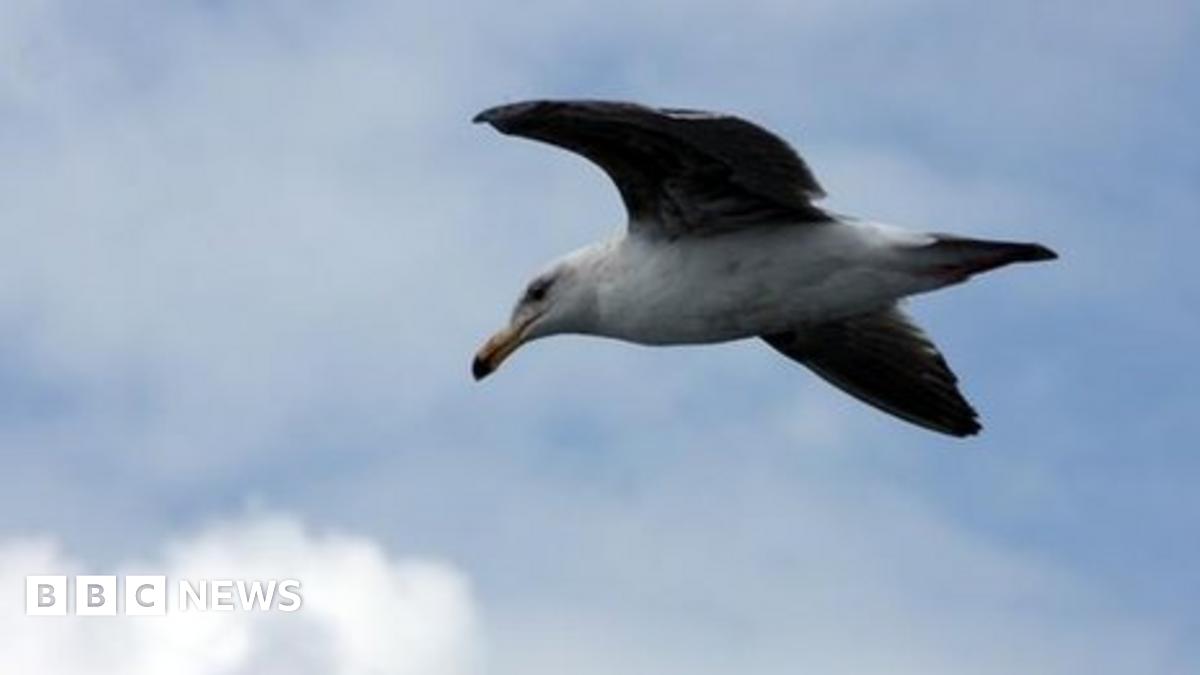 Gull-proof rubbish bag scheme extended in Bath - BBC News