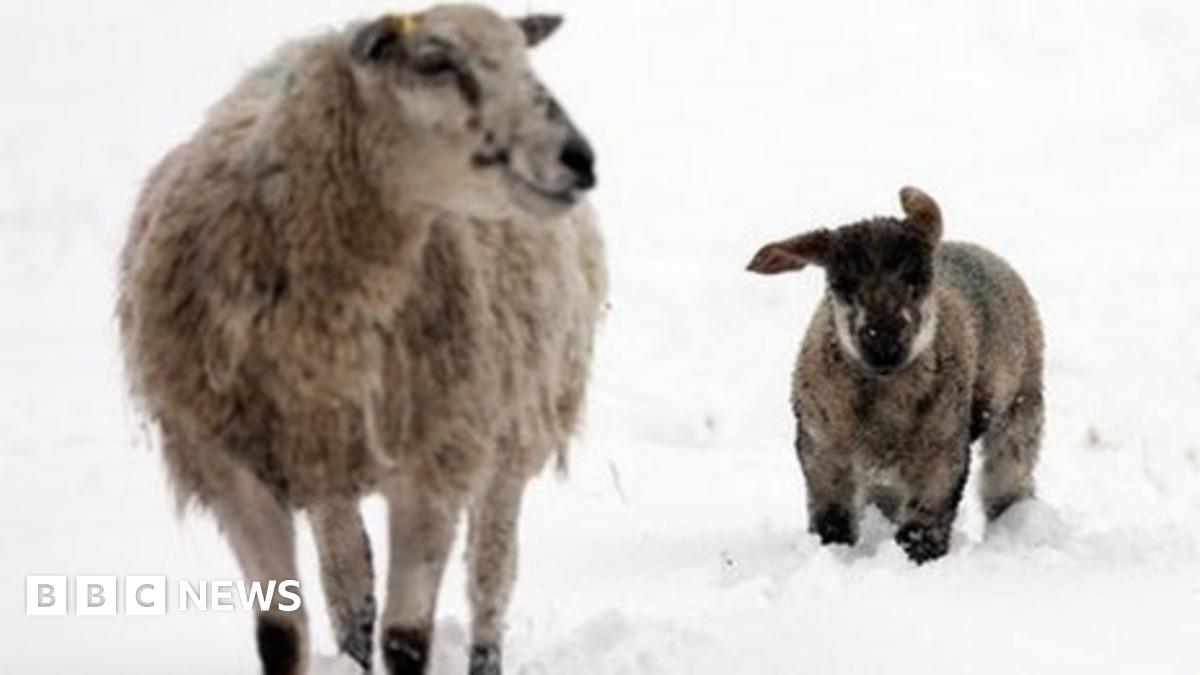 Sheep farmers' 'heartbreaking' lamb losses in snow - BBC News