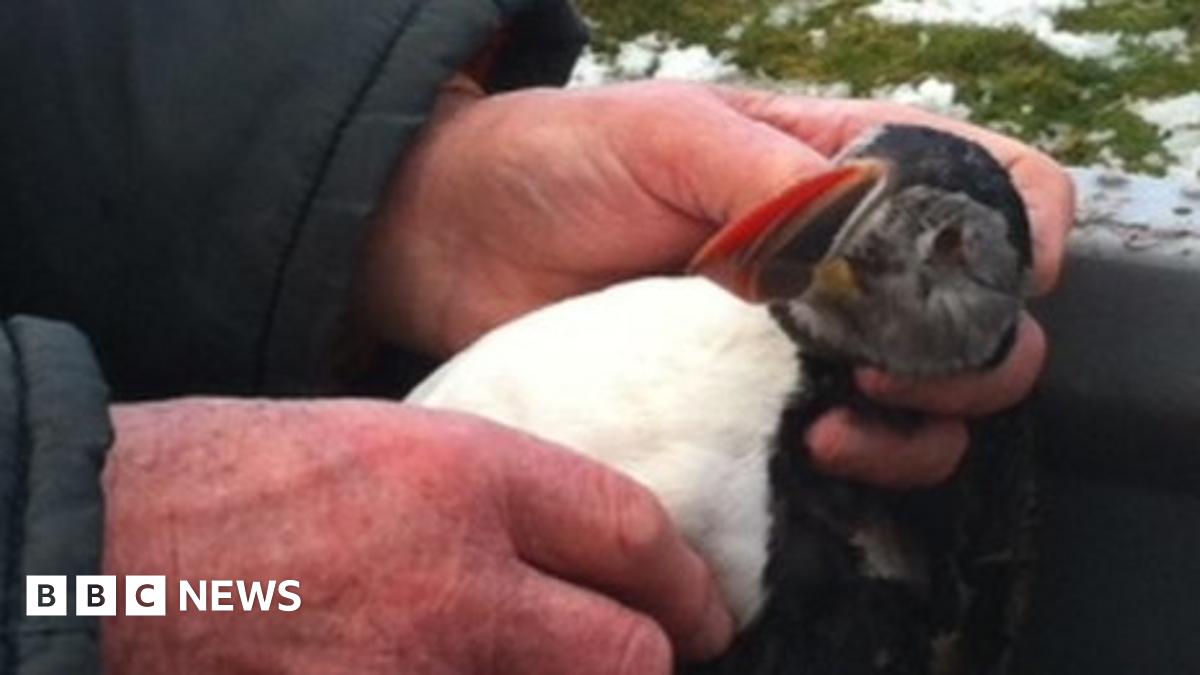 'Thousands of puffins may be dead' in North Sea storms - BBC News