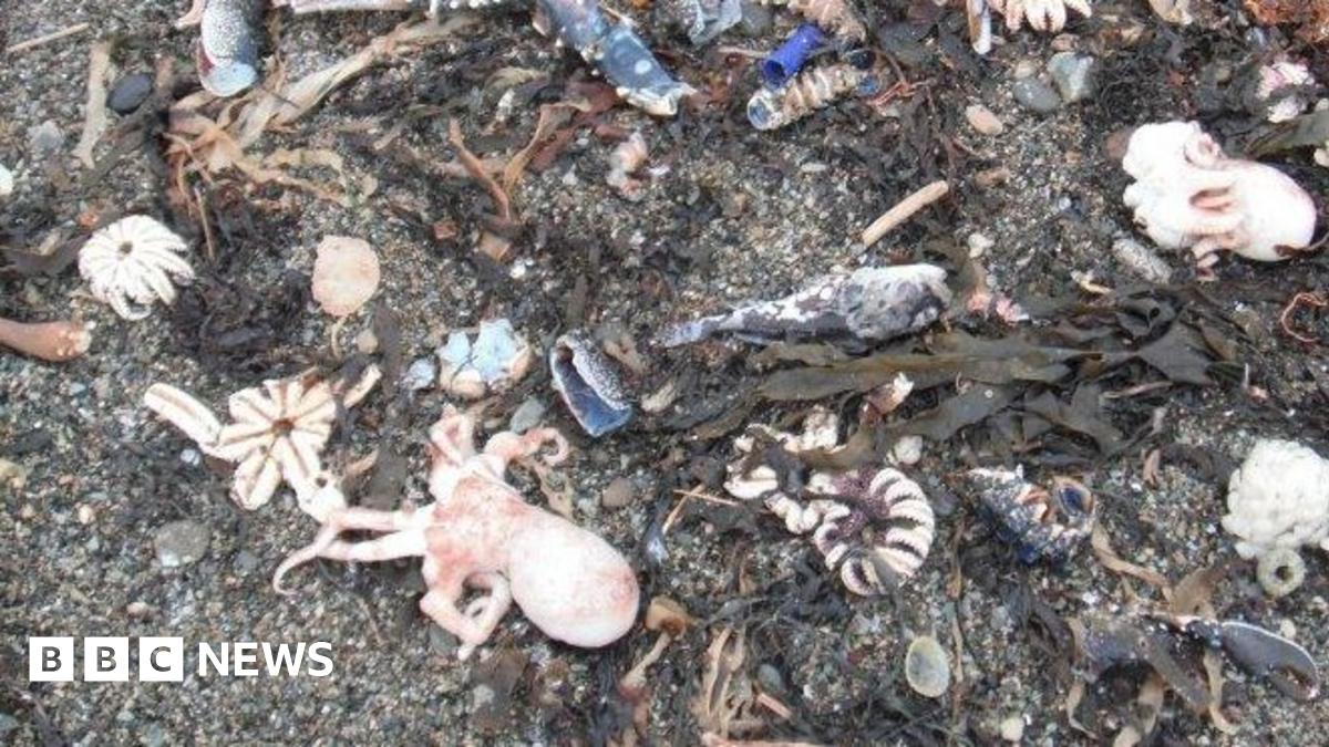 'Phenomenal' number of sea creatures washed up in Ireland by winds ...