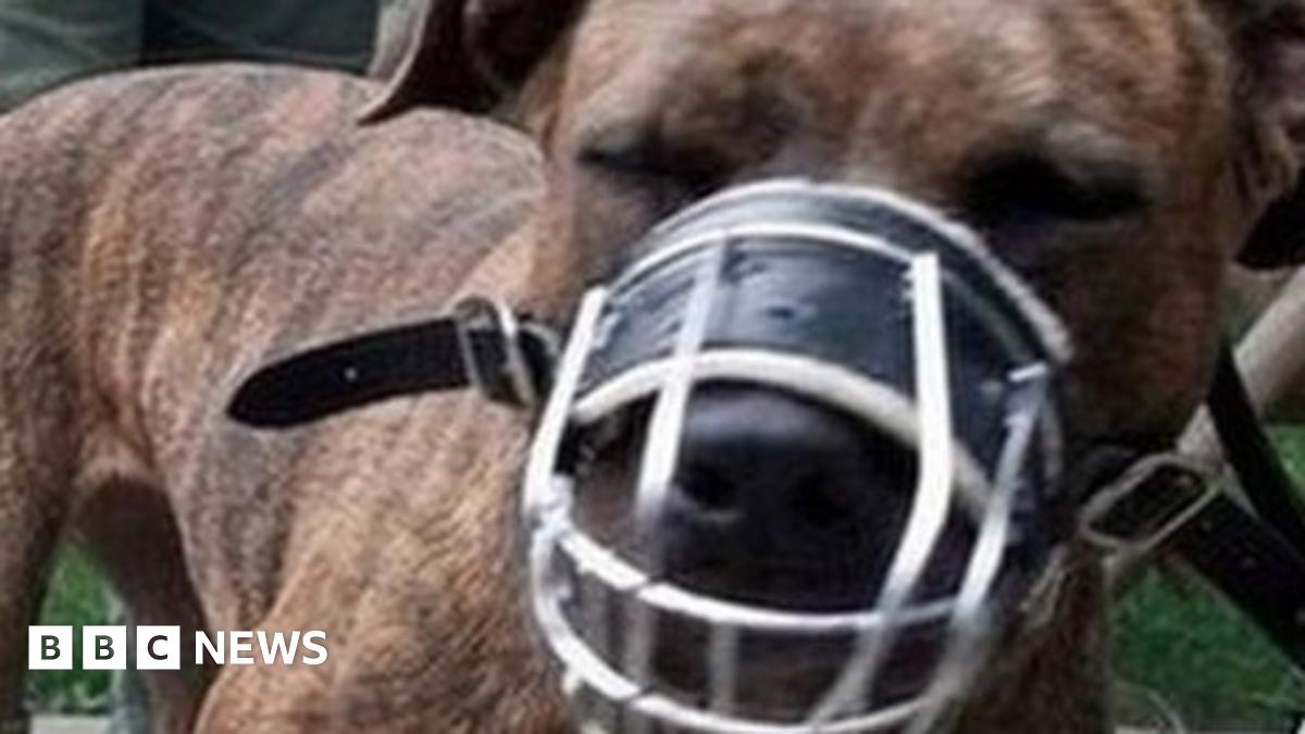 Dangerous dogs 'bred for drug deals and crime by gangs' - BBC News