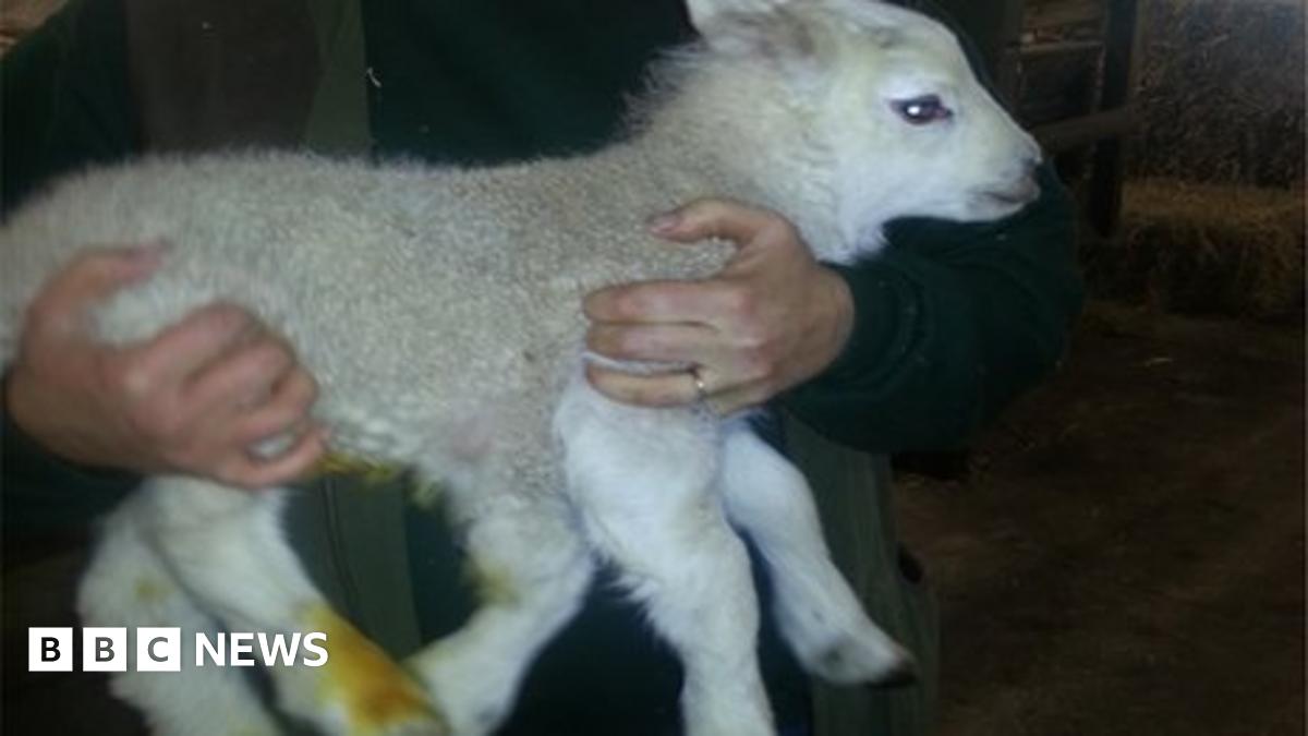 'Five-legged sheep' Quinto gives birth to twins in Morpeth - BBC News