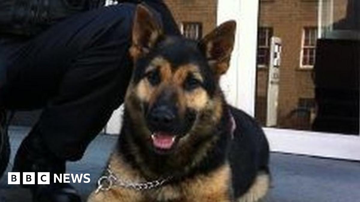 Tayside police dog, Nipper, becomes Police Scotland's latest recruit ...